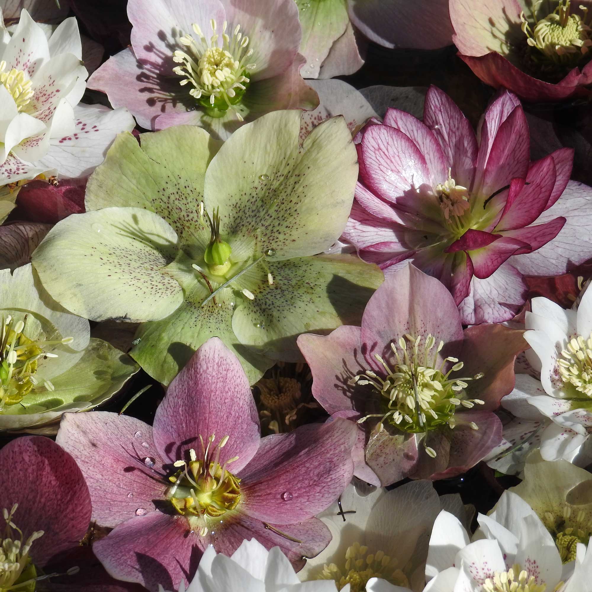 Blühkalender: Was blüht wann – Bootsmann Meisterfloristik